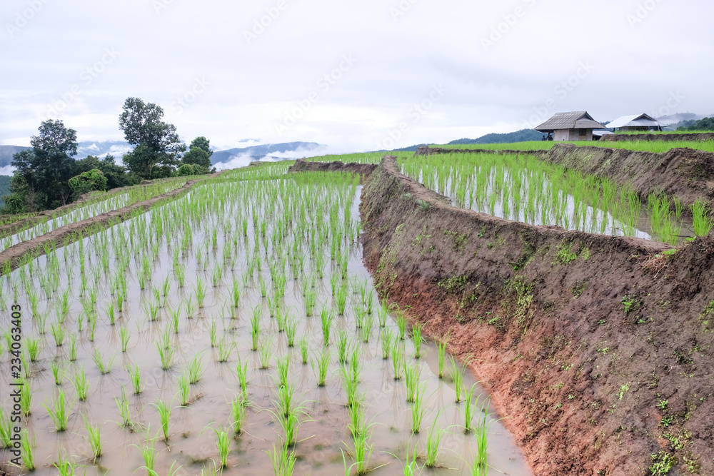 paddy rice field at the northern of Thailand Stock Photo | Adobe Stock