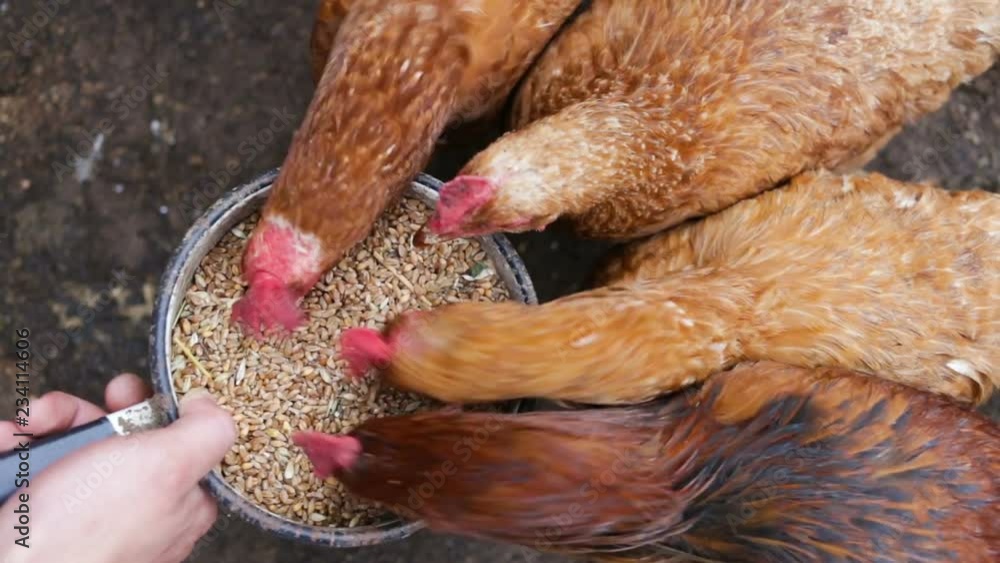 Red hens laying hens pecks grain of wheat. A man feeds the birds from ...