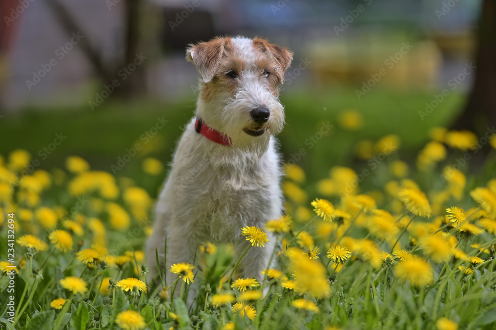 Red Airedale Terrier