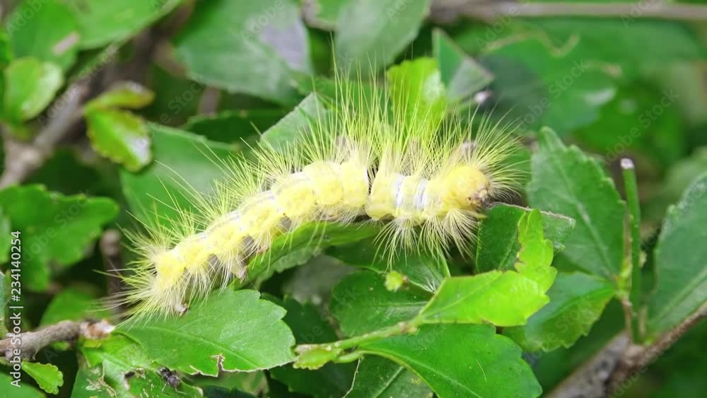 Close-up of Calliteara horsfieldii or Tussock Moth caterpillar covered ...