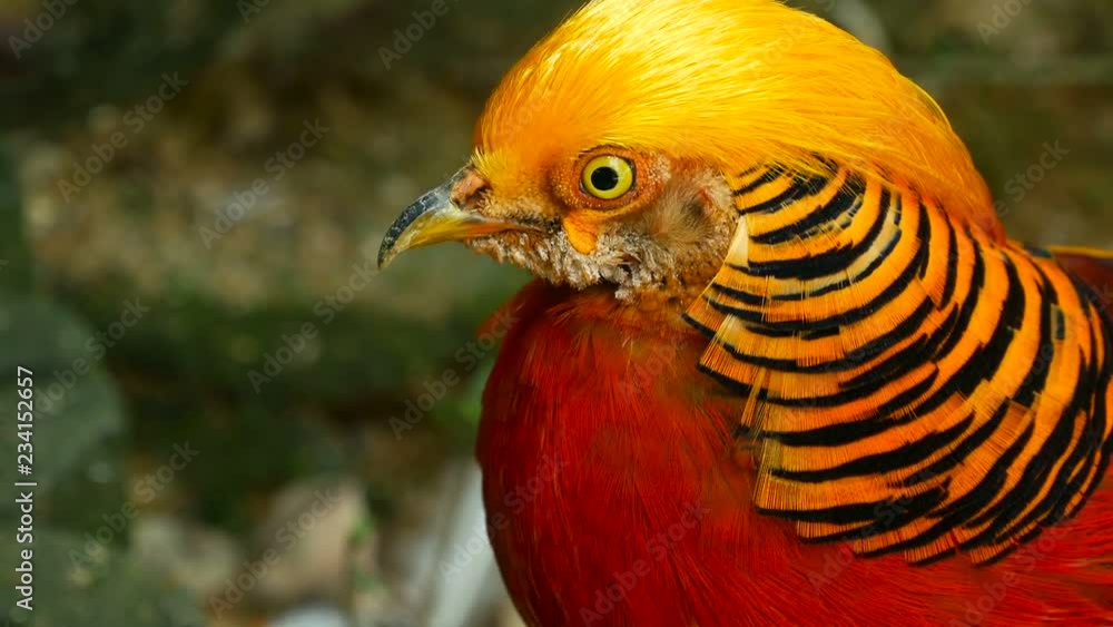 Magnificent elegant male of Chinese Red Golden pheasant, Chrysolophus ...