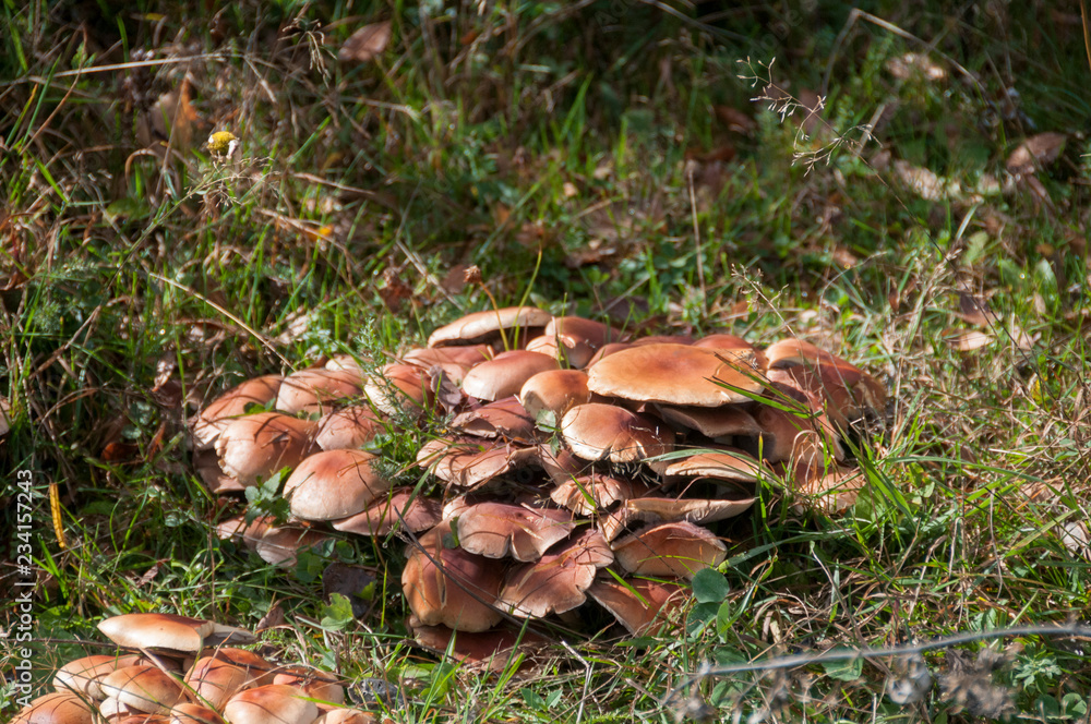 Suillus bovinus, also known as the Jersey cow mushroom. The fungus ...
