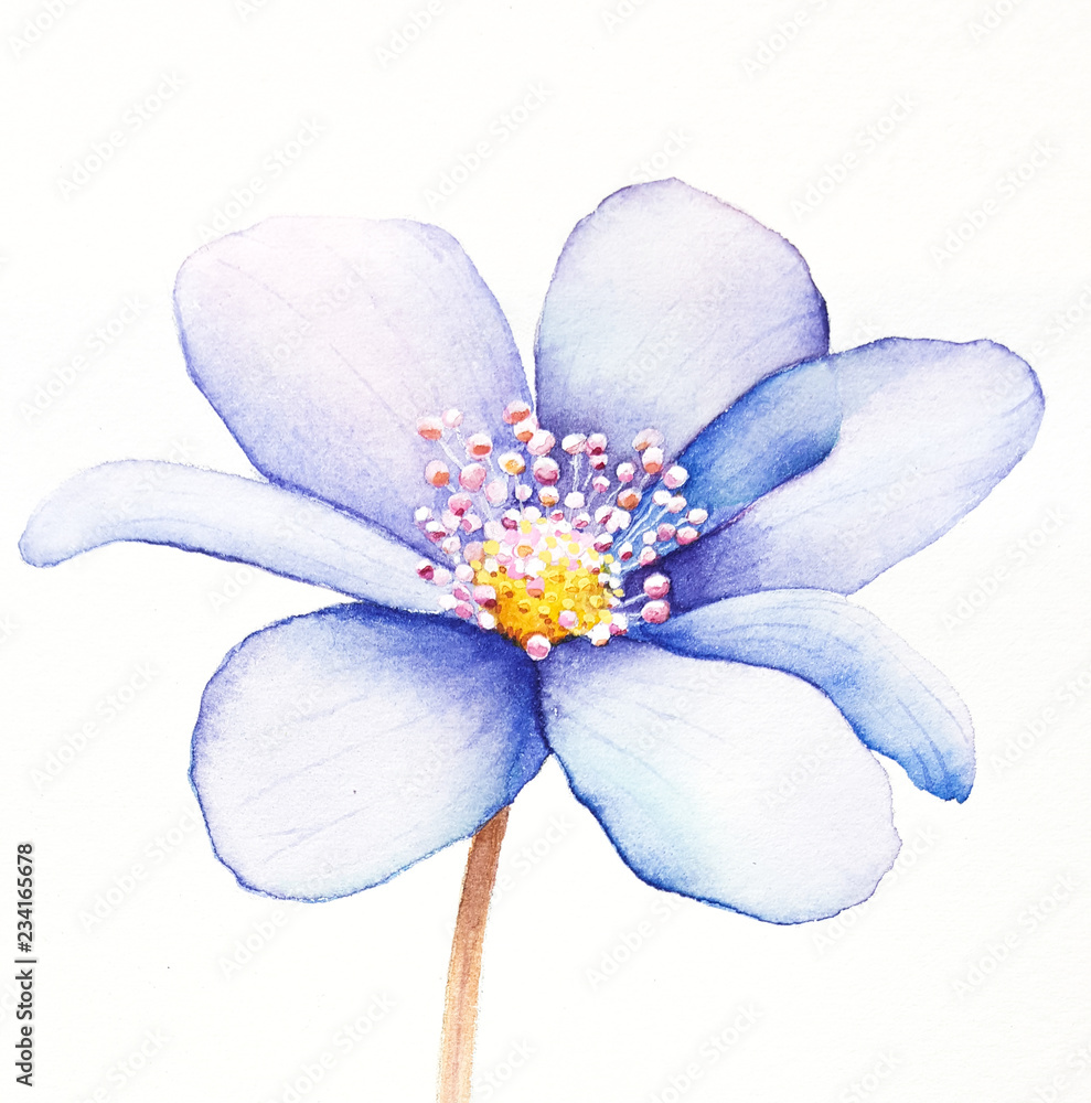 Watercolor Flower Photography | Best Flower Site
