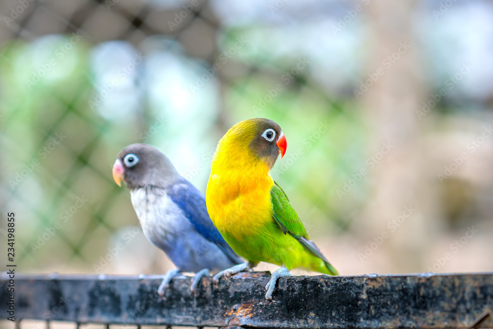 Lovebird parrots sitting together. This birds lives in the forest and ...