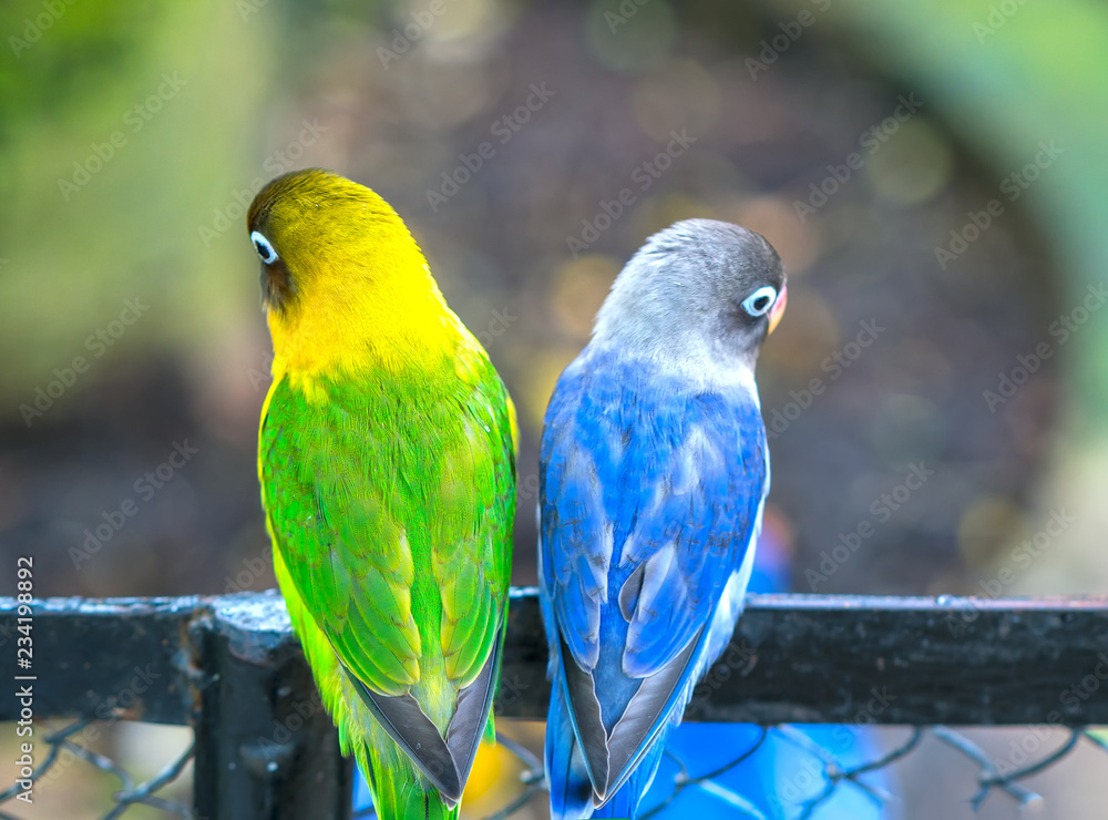 Lovebird parrots sitting together. This birds lives in the forest and ...