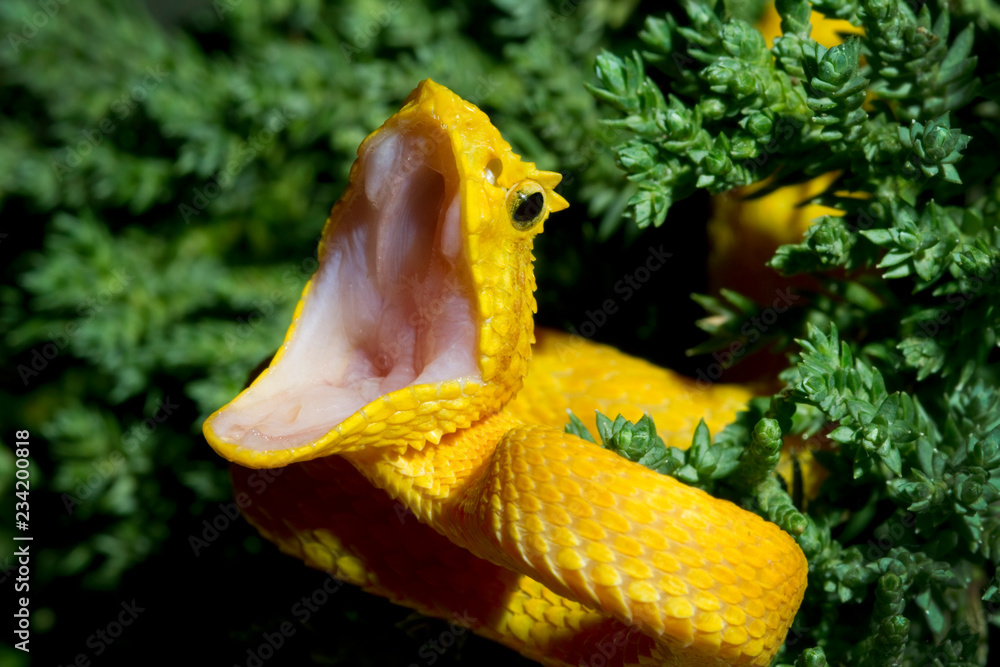 Yellow Eyelash Viper with Mouth Open (Fangs retracted) Stock Photo ...