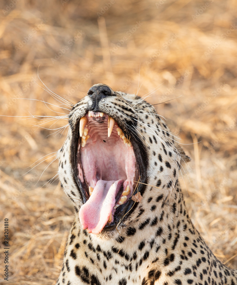 Leopard Mouth