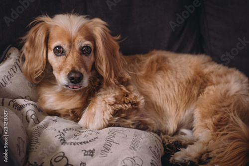 Cocker Spaniel Dachshund Mix Puppy