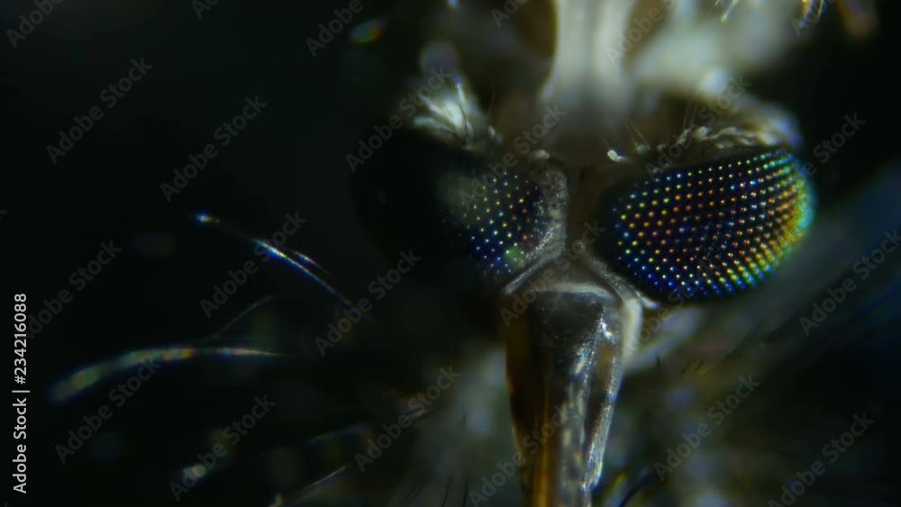 Mosquito under the microscope. Extreme close up and detailed study of ...
