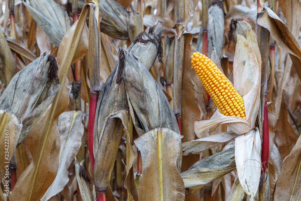 Plantas con mazorcas de maíz. Maizal. Cultivo agrícola. Stock Photo ...