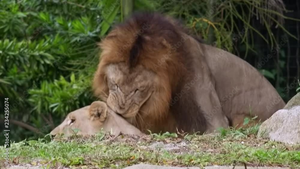 Playful lion biting and licking lioness lying on ground by scruff ...