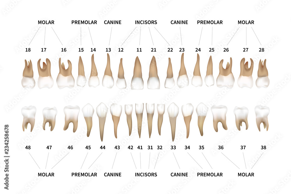 Human dentition full infographic chart with teeth numbers for upper and ...
