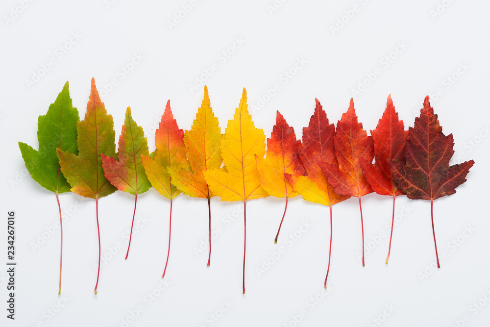 Autumn leaves colorful rainbow gradient transition. Seasons life cycle ...