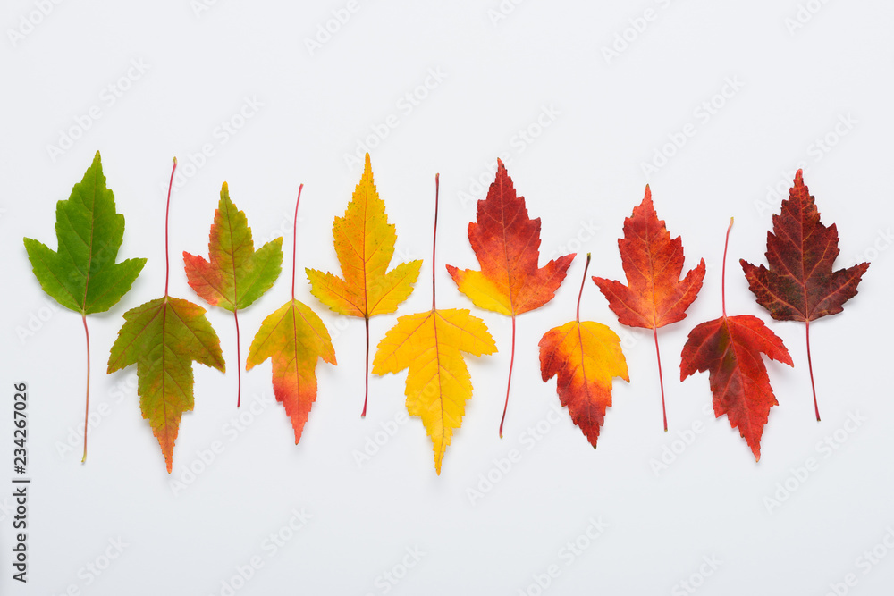 Autumn leaves soft gradient transition from greed to dark red. Fall ...