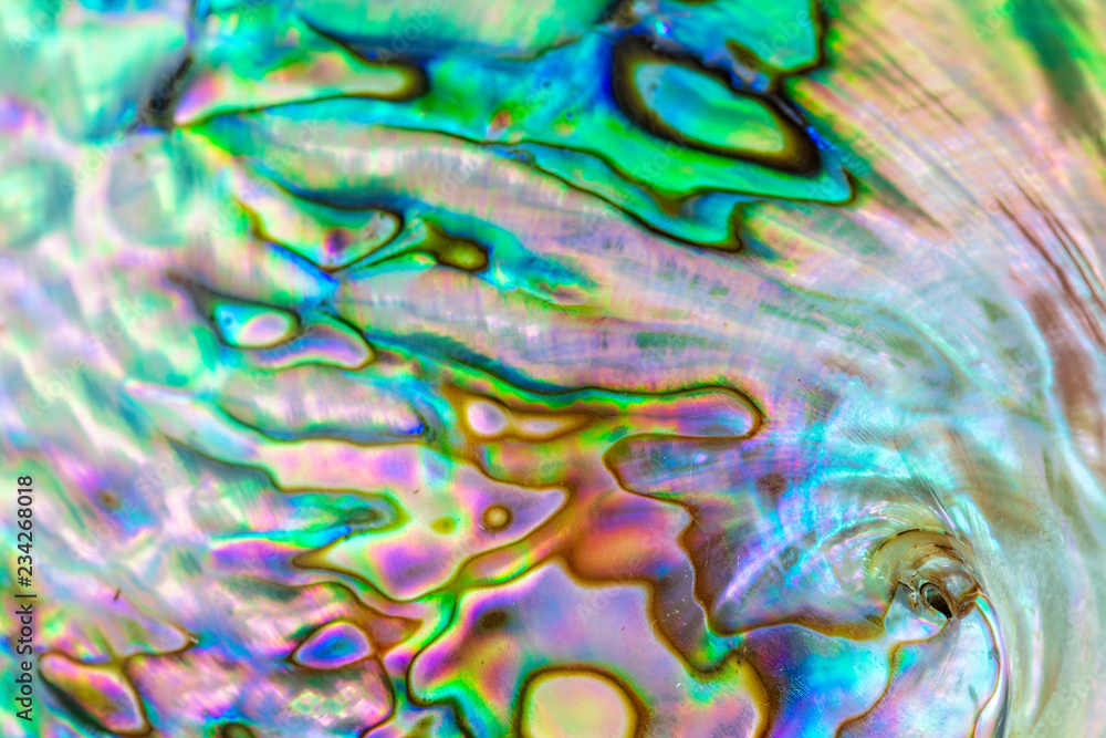 Close up multicolour texture background of paua shell, haliotis iris or ...
