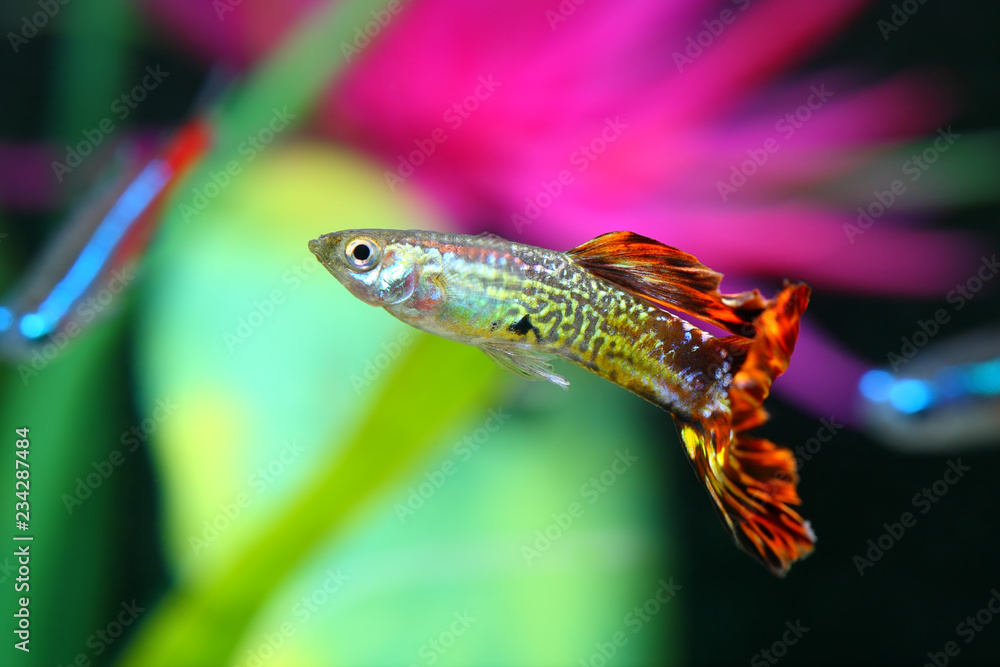 Guppy fish with colorful background Poecilia reticulata Stock Photo ...