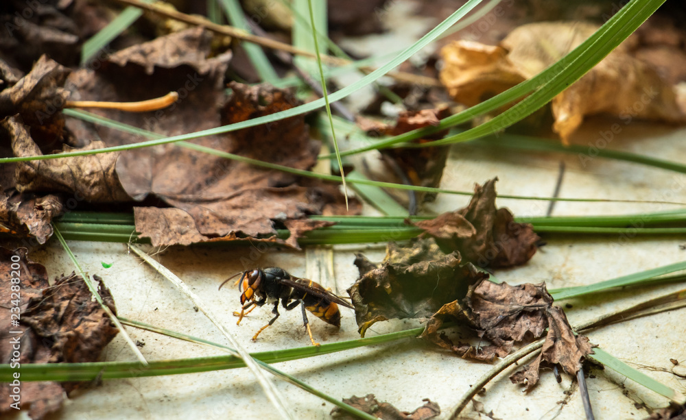 Foto Stock Frelon asiatique insecte prédateur posé sur un parterre de ...