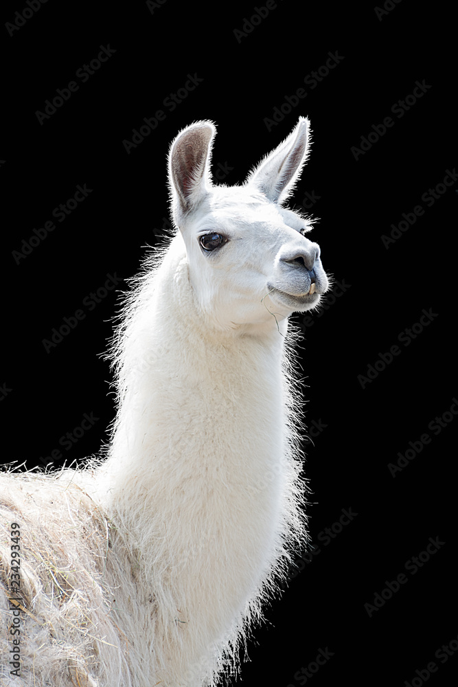 Portrait of a white llama Lama glama isolated on black background Stock ...