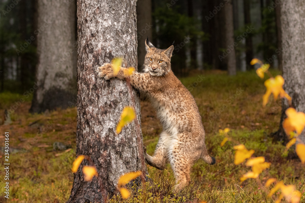 Amazing cute young lynx cub in autumn wet forest. Beautiful, endangered ...