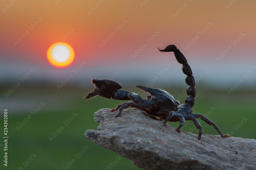 Emperor scorpion is a species of scorpion native to rainforests and ...