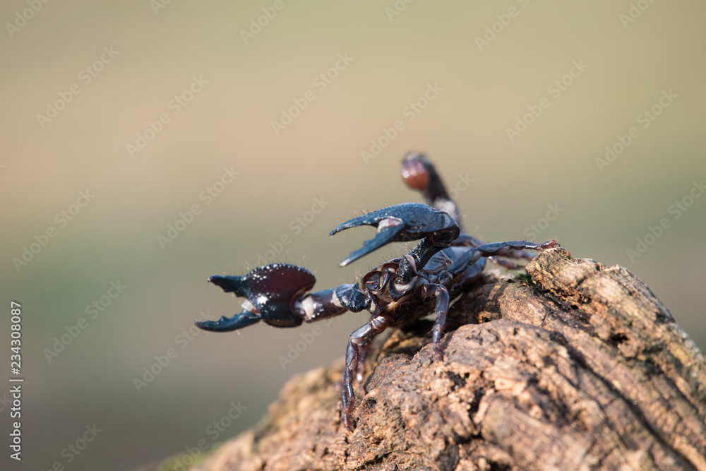 Emperor scorpion is a species of scorpion native to rainforests and ...