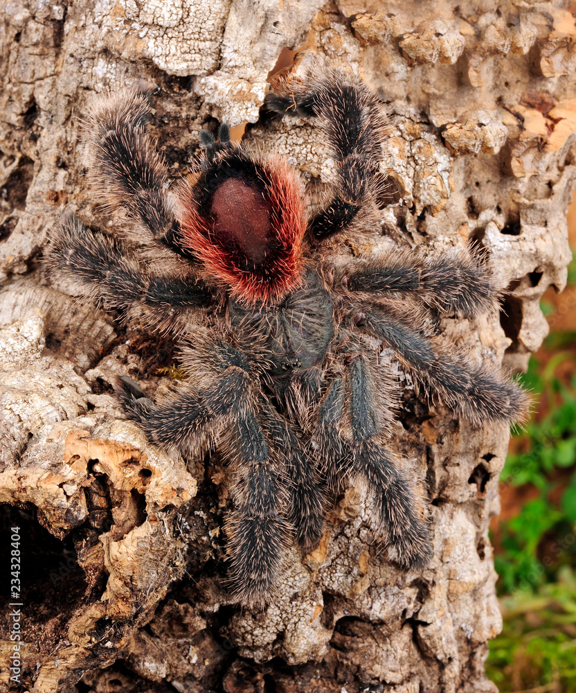 Baumvogelspinne (Avicularia sp.amazonica Manaus) - tarantula foto de ...
