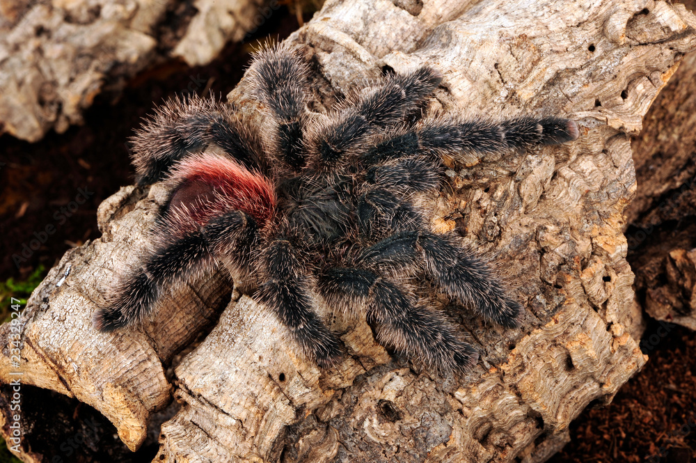 Avicularia Amazonica