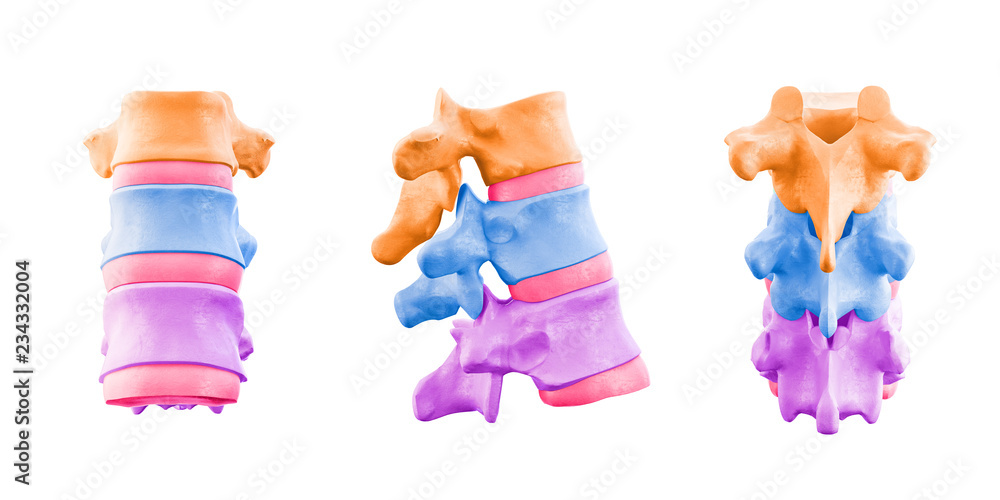 Human vertebrae anatomy. Colored spine vertebral bones, lateral and ...