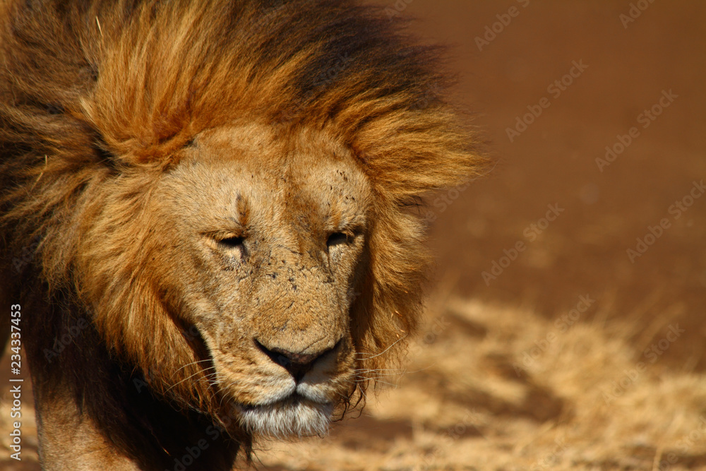 Lion Sad