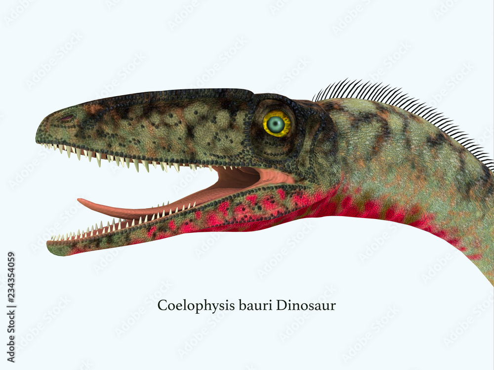 Coelophysis Dinosaur Head with Font - Coelophysis was a carnivorous ...