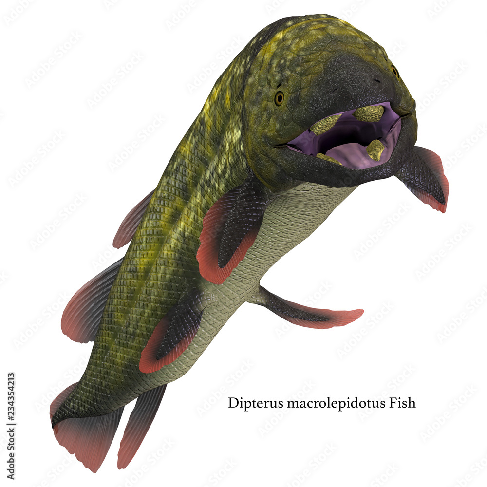 Dipterus Fish Head with Font - Dipterus was a freshwater fish species ...