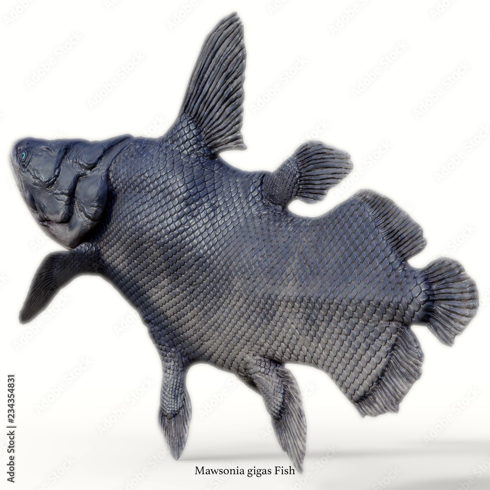 Mawsonia Fish Tail with Font - Mawsonia was a extinct coelacanth lobe ...