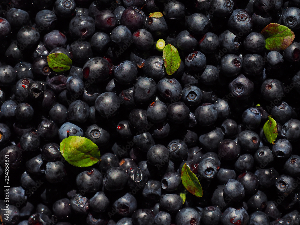 Vaccinium myrtillus background, edible fruit of dark blue color ...