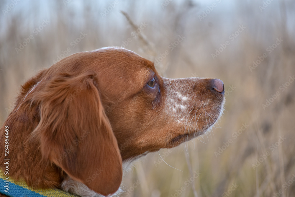 Epagneul Breton, spaniel breton, Brittany Spaniel, Bretonischer Spaniel ...