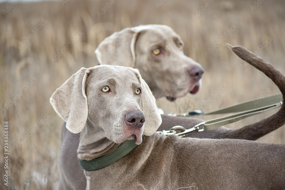 Is A Weimaraner A Pointer