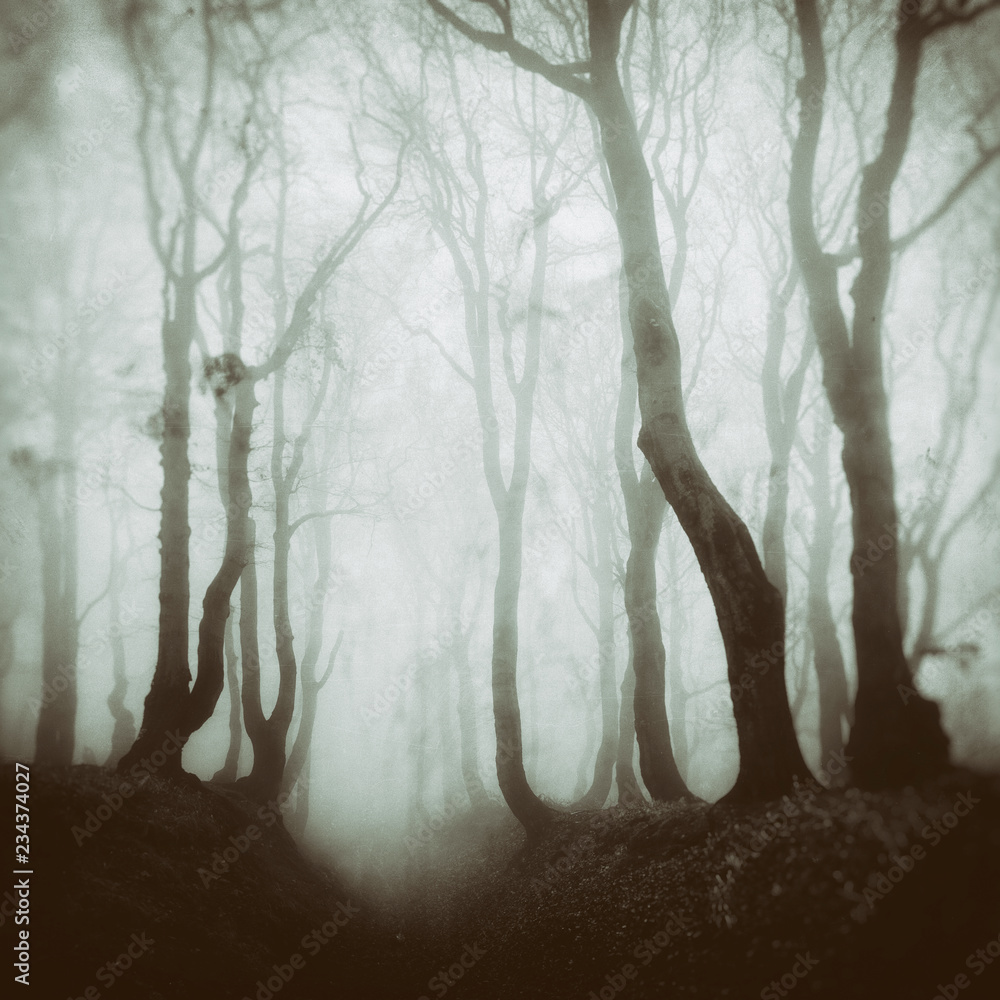 Haunted Forest of Spooky Trees in Thick Fog, vintage FX Stock Photo ...