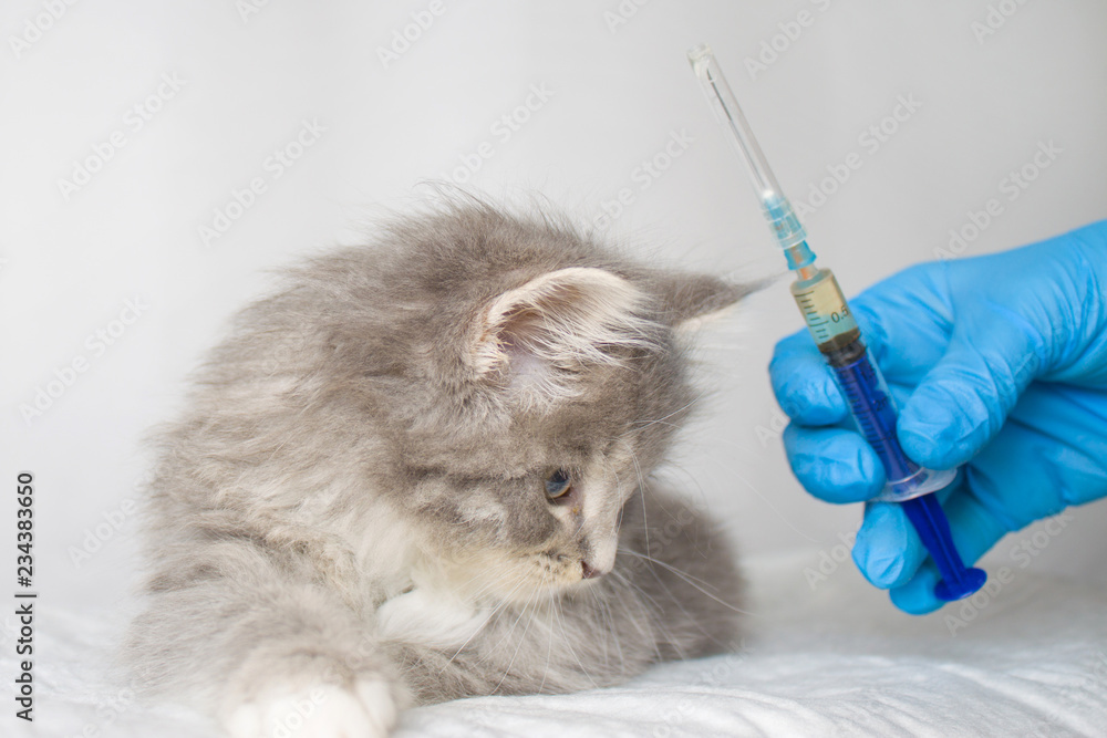 Veterinarian giving injection to Grey Persian Little fluffy Maine coon ...