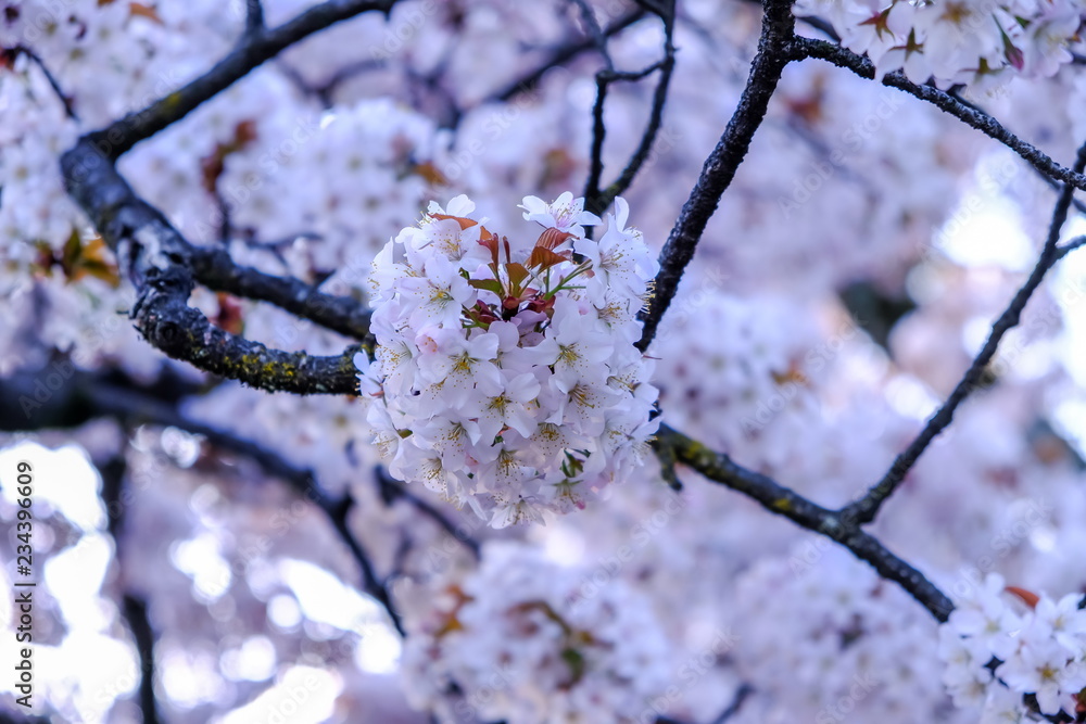 Fully-bloomed cherry blossoms at Ueno Park(Ueno Koen) in Ueno district ...