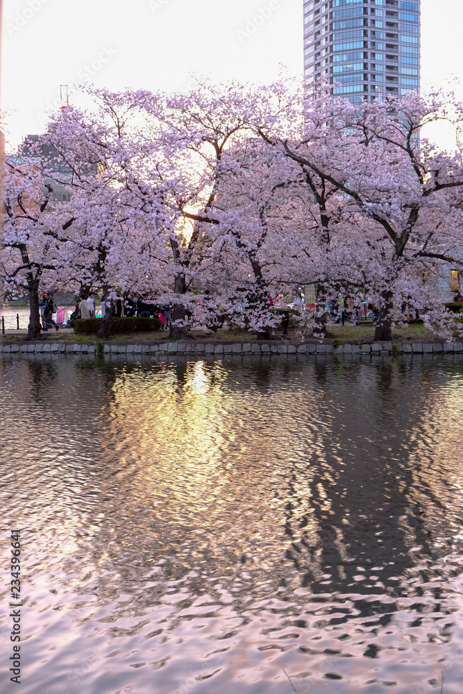 Ueno Sakura Matsuri (Cherry Blossom Festival) at Ueno Park(Ueno Koen ...