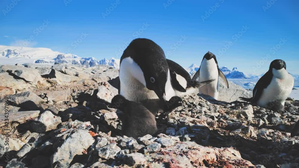 Penguin Female with Babies. Close-up . Antarctica Shot Of Adelie ...