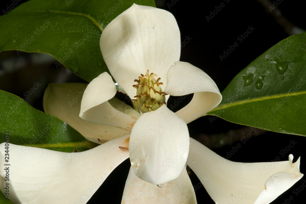 magnolia reserva de la biosfera el cielo gomez farìas tamaulipas mèxico ...