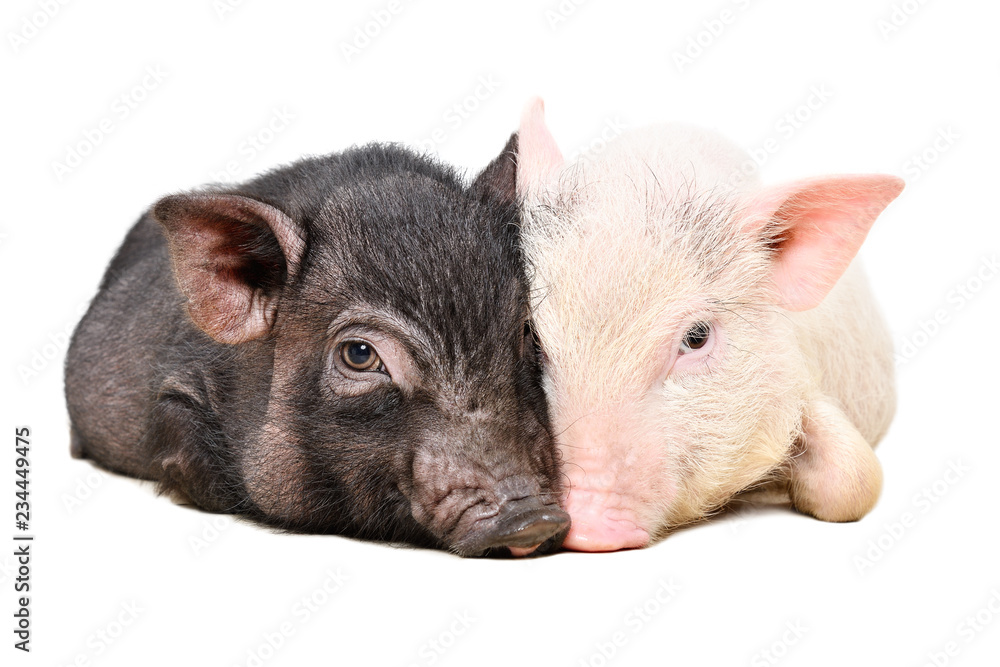 Portrait of two Vietnamese pigs lying huddled together isolated on ...