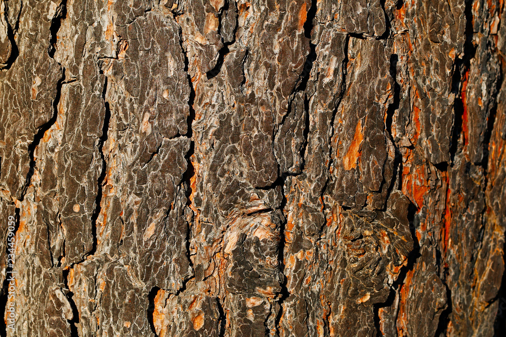 Pinus sylvestris Stock Photo | Adobe Stock