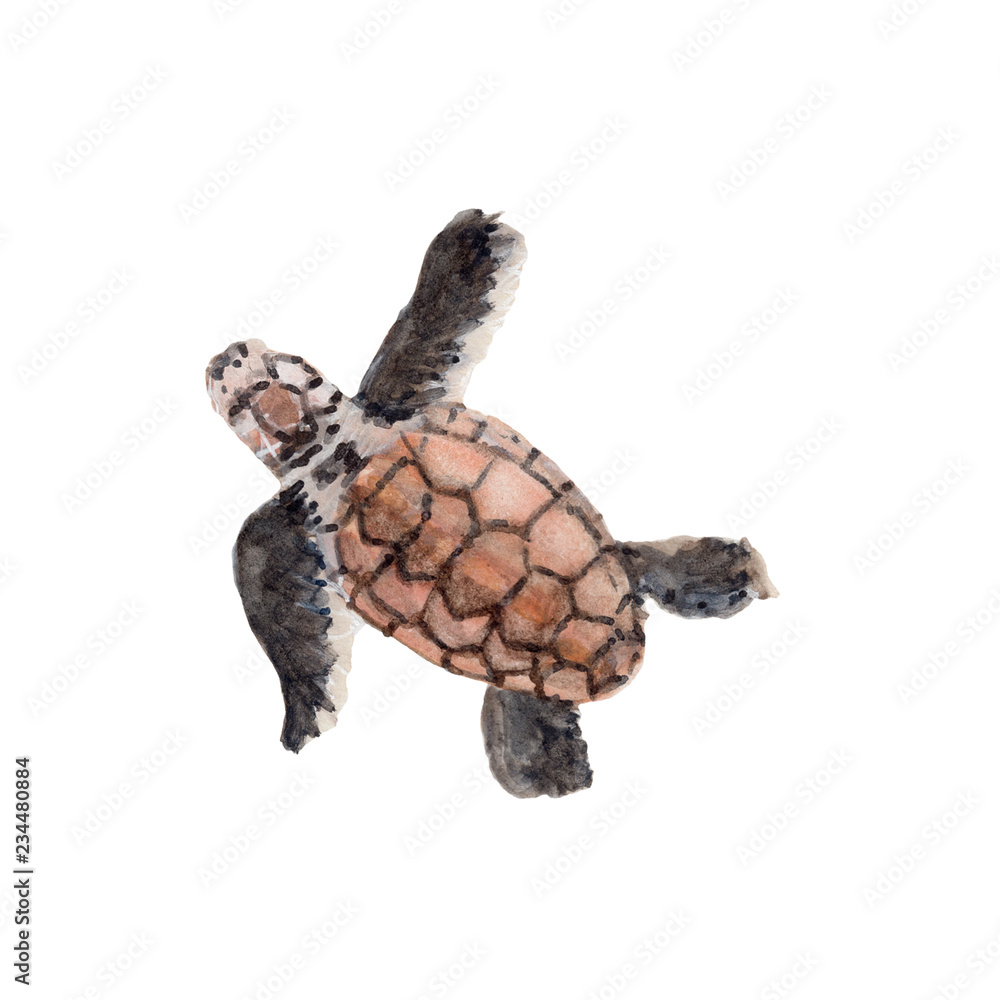 Baby Turtle Watercolor, Baby Turtle Clipart,Baby Turtle, Baby Turtle ...