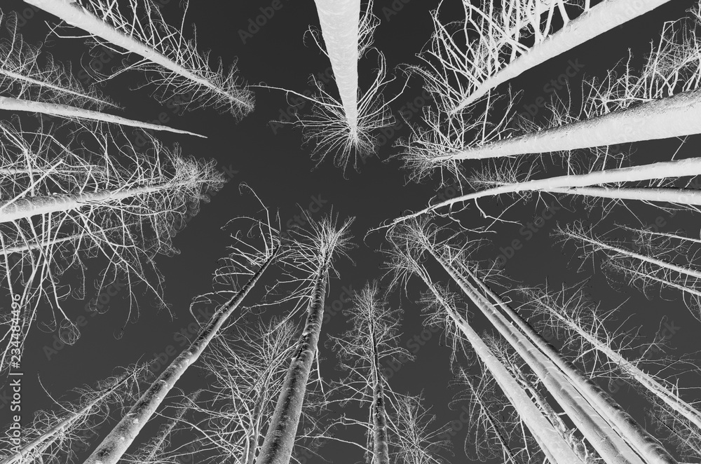 Forest Fire Black And White