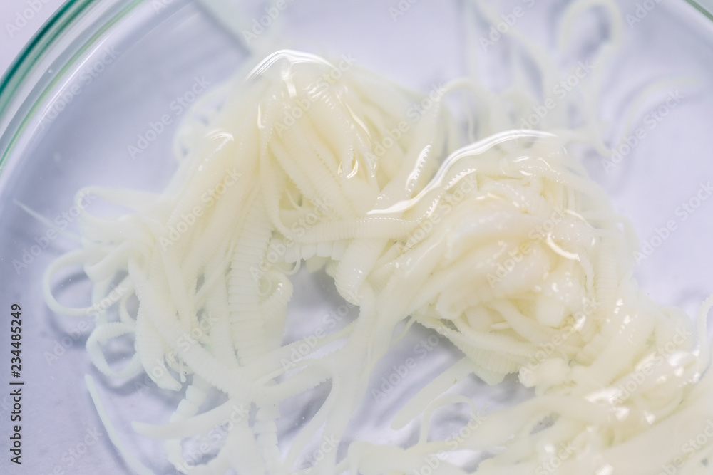 Tapeworm is a freshwater fish parasite under the microscope for ...