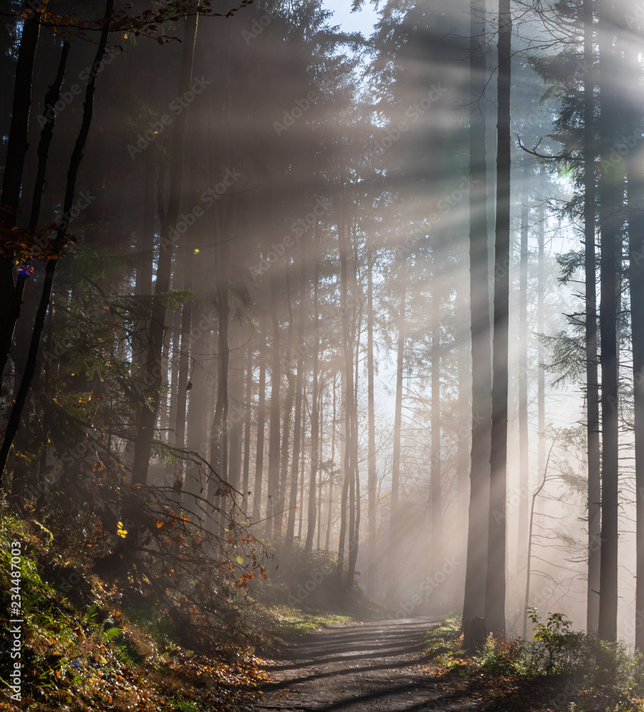 Foto de Chemin forestier traversant une forêt de sapin dans le ...