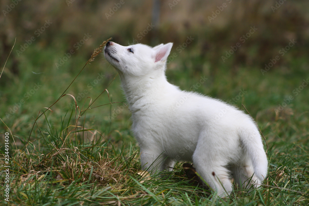 Pure White Alaskan Husky Puppy