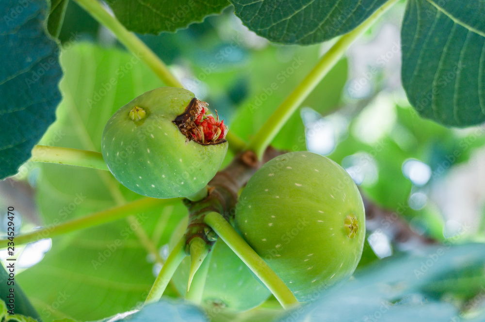 Broken fig looks like a face with a malefic smile Stock Photo | Adobe Stock