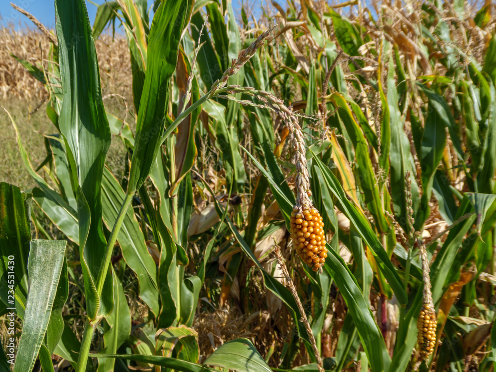 Genetically modified corn plants, mutation of corn. Male bloom wearing ...
